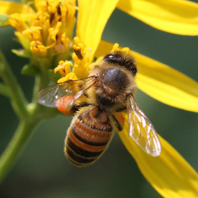 Honeybee | State Symbols USA