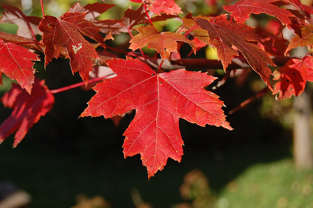 Red Maple State Symbols USA
