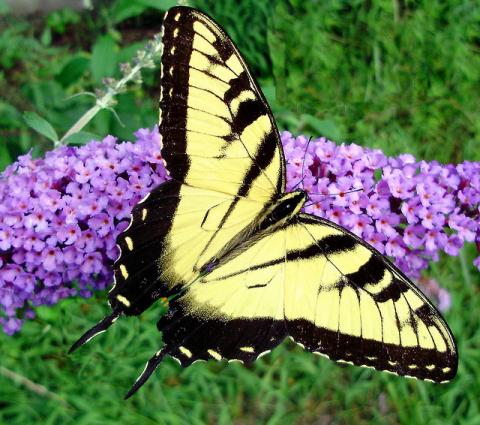 Tiger Swallowtail Butterfly State Butterfly State Symbols USA Tiger Swallowtail Butterfly State Butterfly State Symbols USA