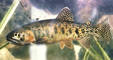 Wyoming State Fish | Cutthroat Trout