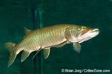 Muskellunge - Alchetron, The Free Social Encyclopedia