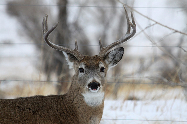 White-tailed Deer | State Symbols USA