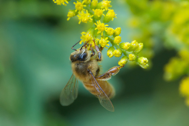 Honeybee State Bug | State Symbols USA
