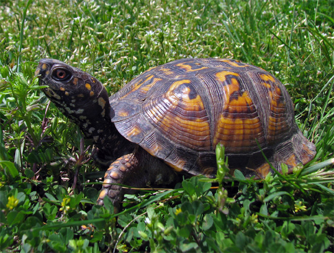 Eastern Box Turtle | State Symbols USA