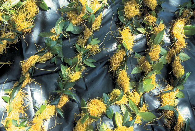 Kauna'oa Island Lei Material: Lāna'i | State Symbols USA