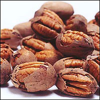 Alabama State Nut | Pecan